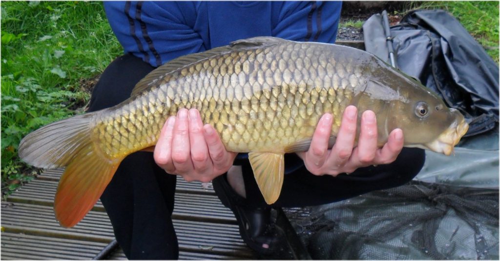 Valleyview Lakes and Lodges - Fishing Lodges North Devon